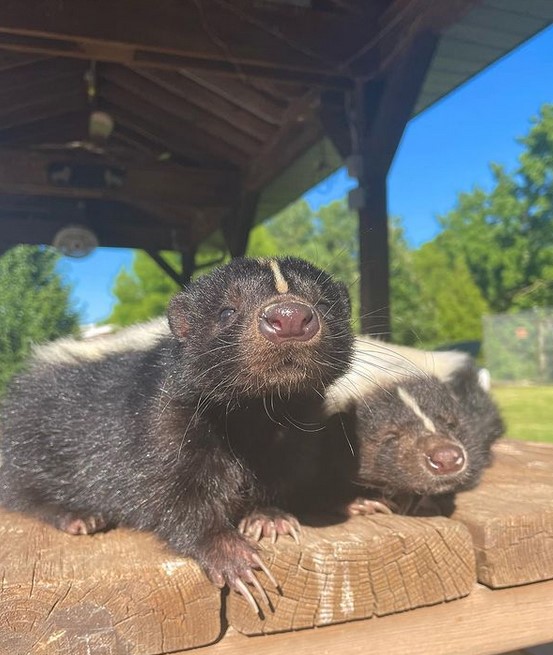 Big Run Wolf Ranch - Lockport, IL
